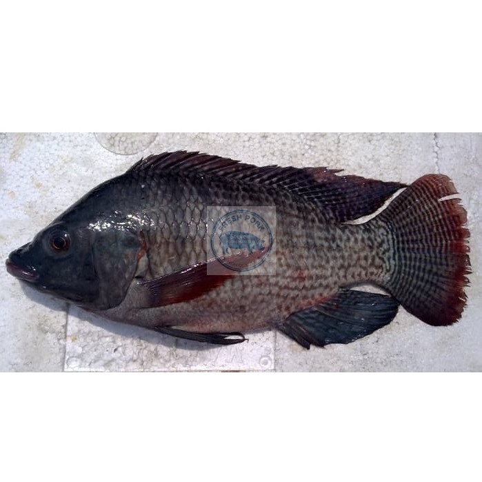 Jual NILA HITAM SEGAR - FRESH BLACK NILE TILAPIA FISH | Shopee Indonesia