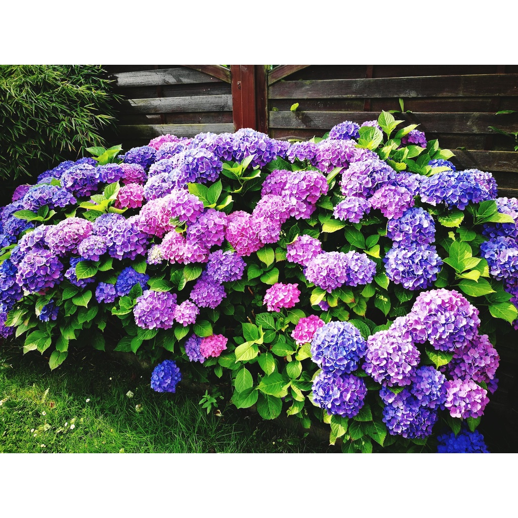Jual [PROMO COD] 3 Bunga Hydrangea Hortensia COD Kembang Bokor Flower ...
