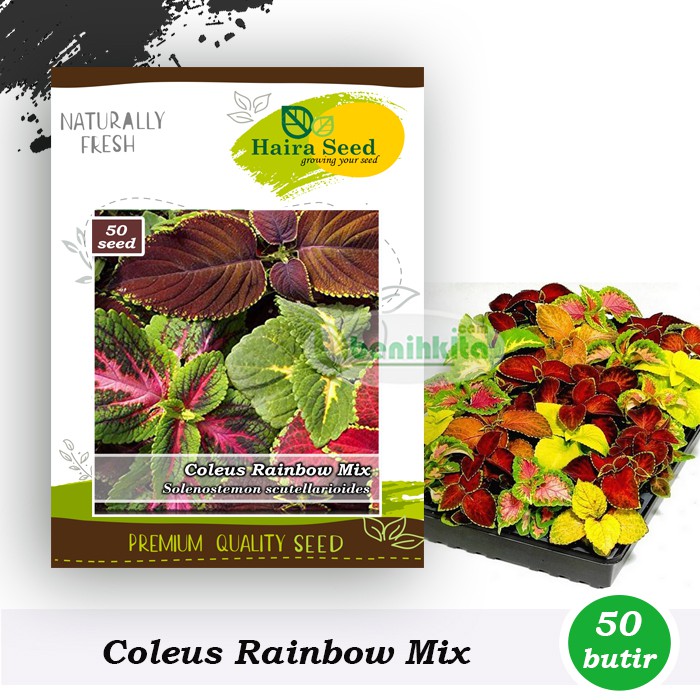 Jual Benih-Bibit Bunga Coleus Rainbow Mix (Haira Seed) | Shopee Indonesia