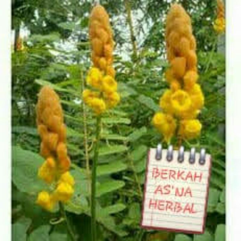 Jual obat alam Daun ketepeng 3 helai/daun kimanila Tanaman Herbal ...