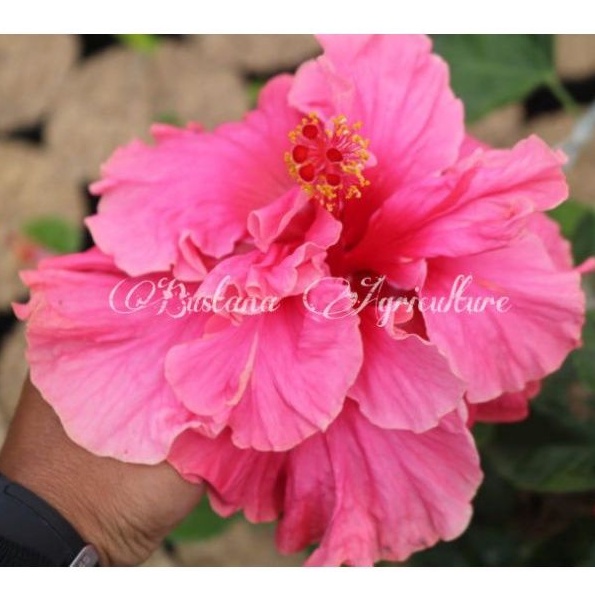 Jual Tanaman hidup bunga sepatu Double Pink lebar | bunga sepatu hidup ...