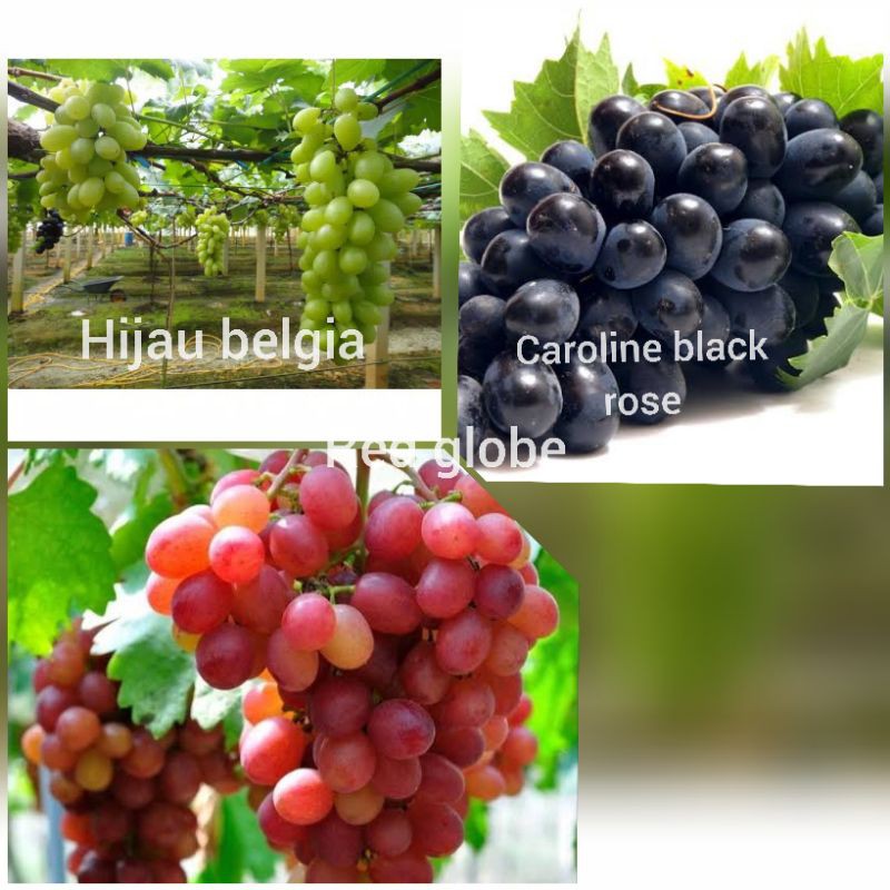 Jual Paket 3 Jenis Anggur Import Red Globe , Caroline Black Rose ,Hijau ...