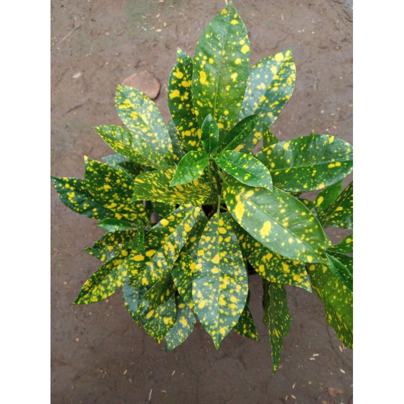 Jual MURAH!! tanaman hias puring serit - bintik kuning | Shopee Indonesia