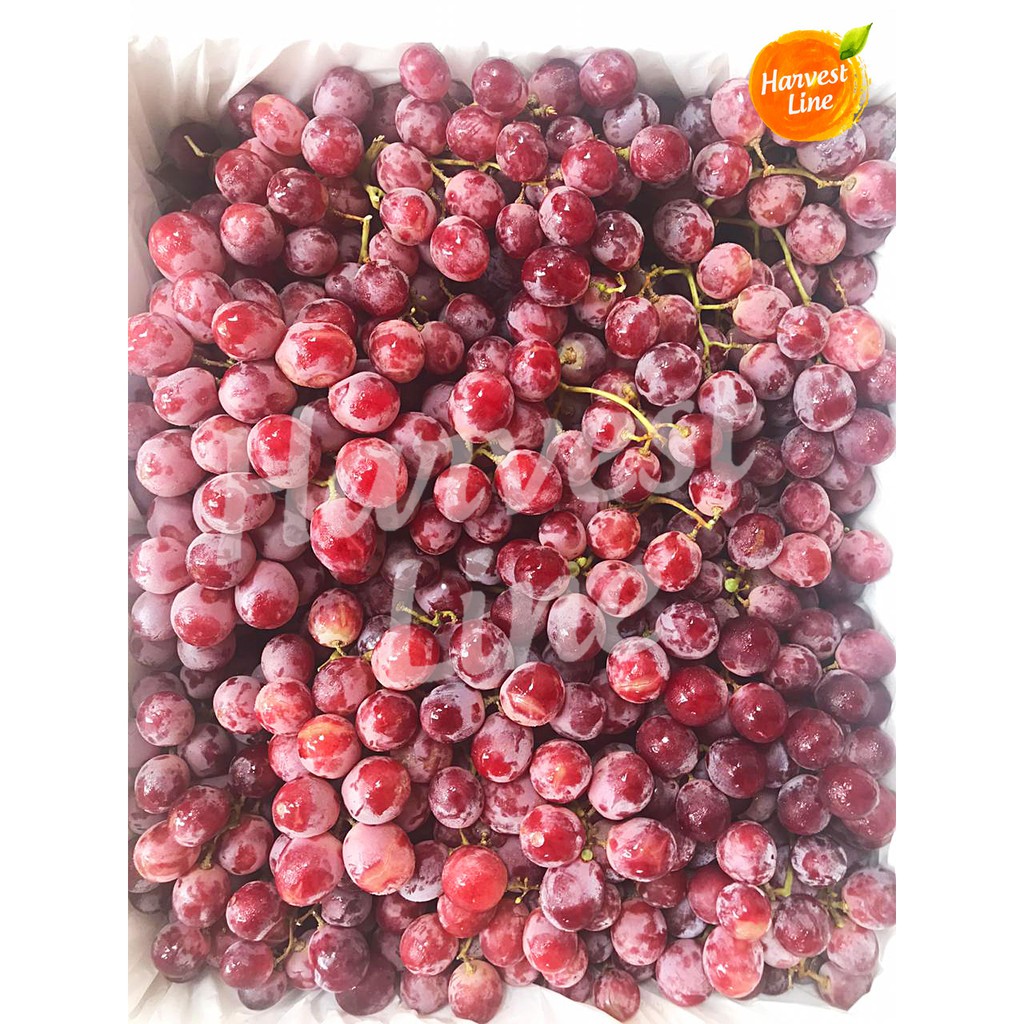 Jual BUAH ANGGUR MERAH RED GLOBE IMPORT 1 KG [HARVEST LINE] | Shopee ...