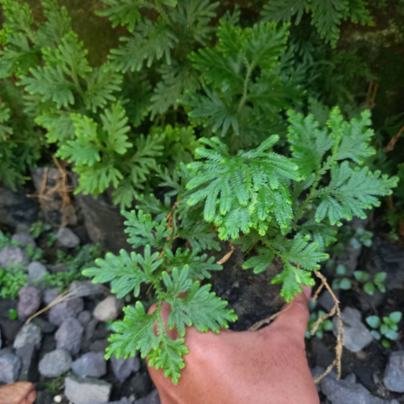 Jual Tanaman Hias Rumput Papua / Lumut Papua | Shopee Indonesia