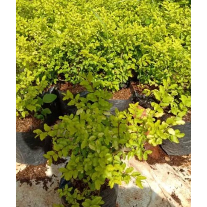 Jual Tanaman hias legistrum kuning gold bahan daun di buat bonsay ...