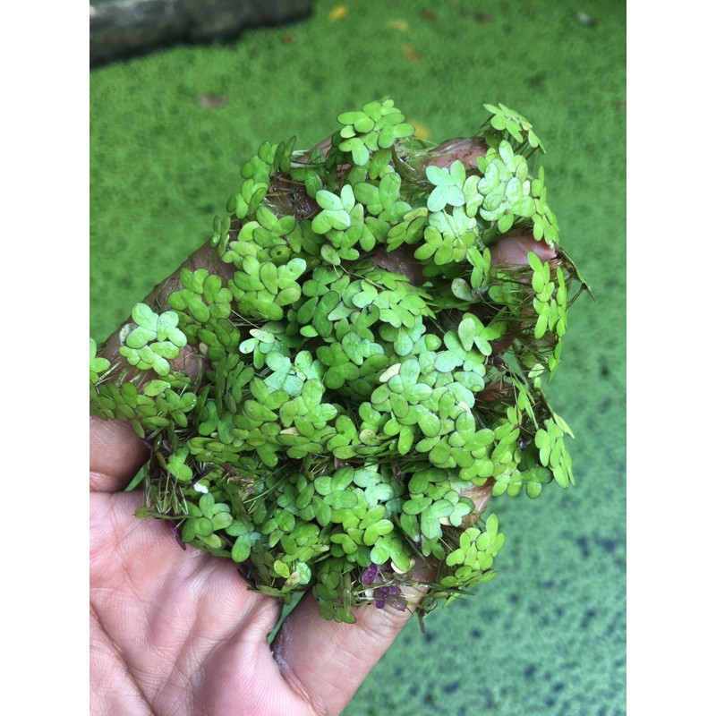 Jual Tanaman air aquascape lemna / lemna minor / duckweed / mata lele ...