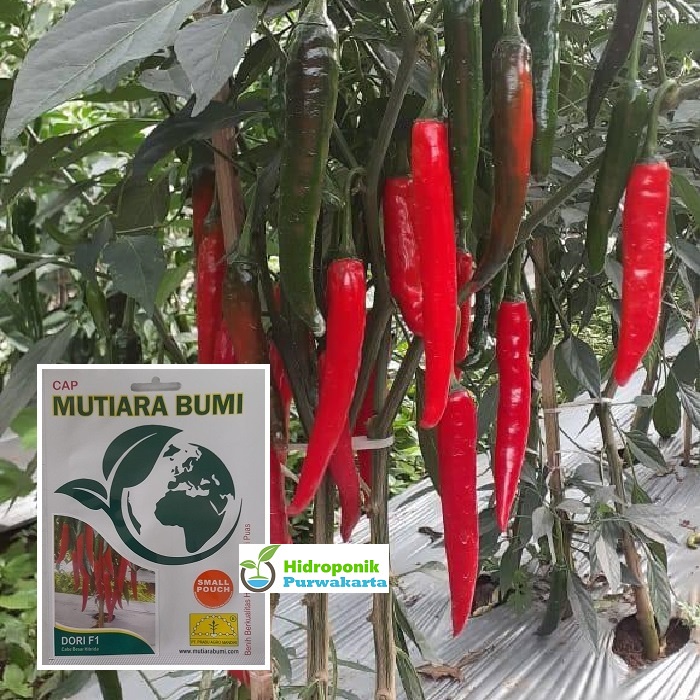 Jual Benih Cabe Cabai Besar Dori F1 Isi 125 Butir Cap Mutiara Bumi ...
