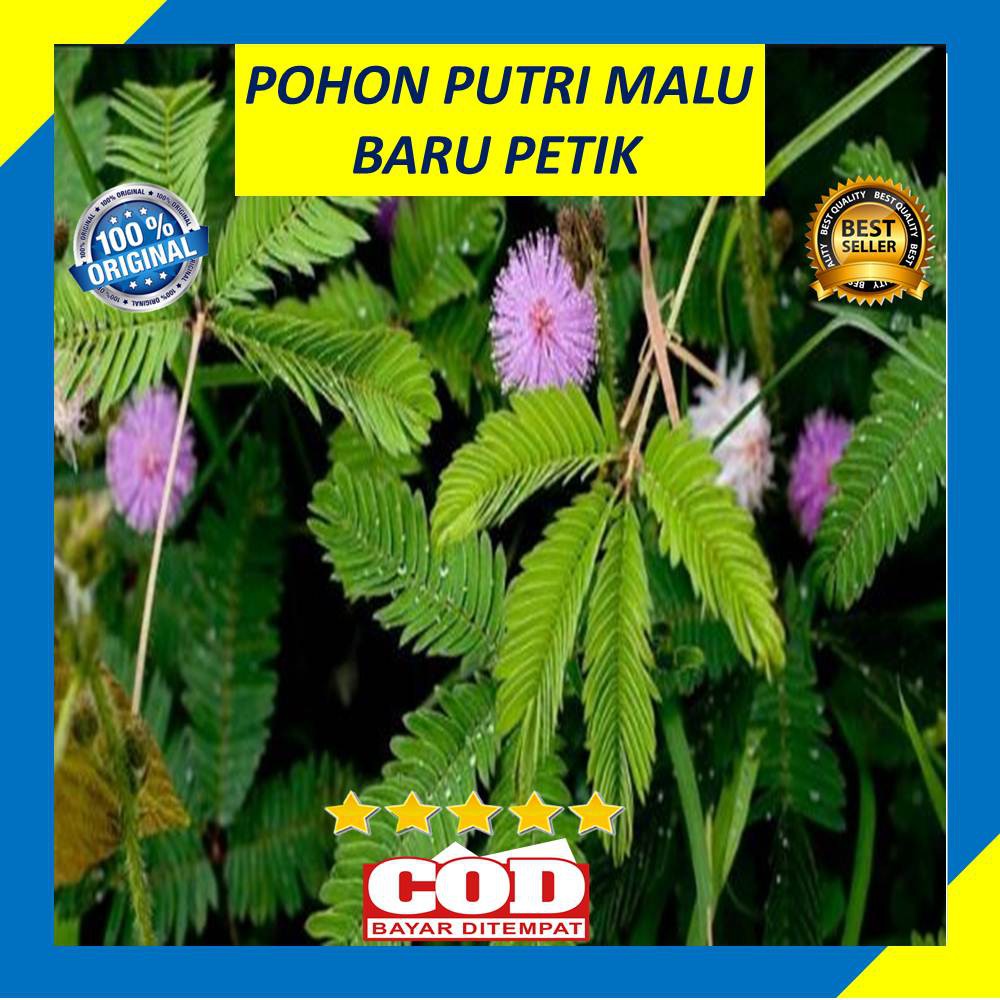 Jual Putri Malu Segar 200 Gram Tanaman Herbal Organik | Shopee Indonesia