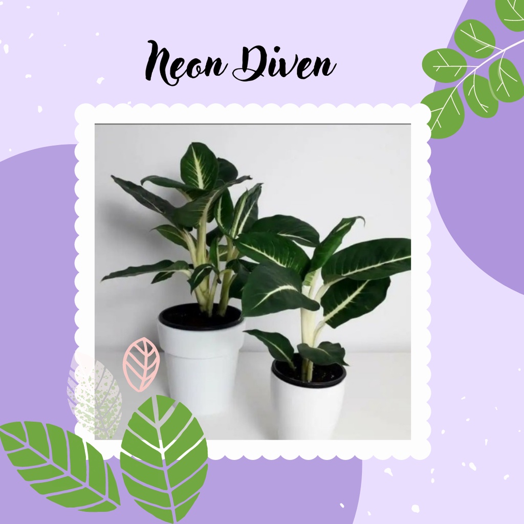 Jual Aglonema Neon Diven Tanaman Hias Aglonema Tanaman Aglonema Neon ...