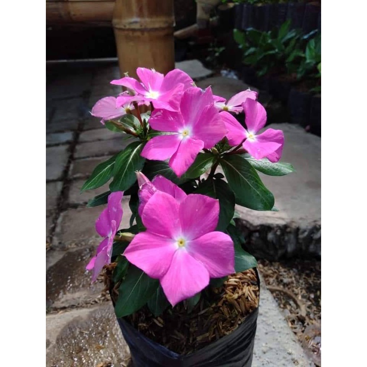 Jual Tanaman Hias Bunga Vinca - Tapak Dara - Periwinkle - Sudah ...