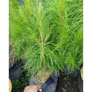Jual bibit pohon pinus Harga Terbaik & Termurah Maret 2024 | Shopee ...