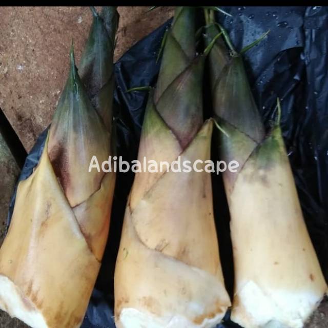 Jual Rebung sayur segar|rebung bambu sayur per kilo | Shopee Indonesia