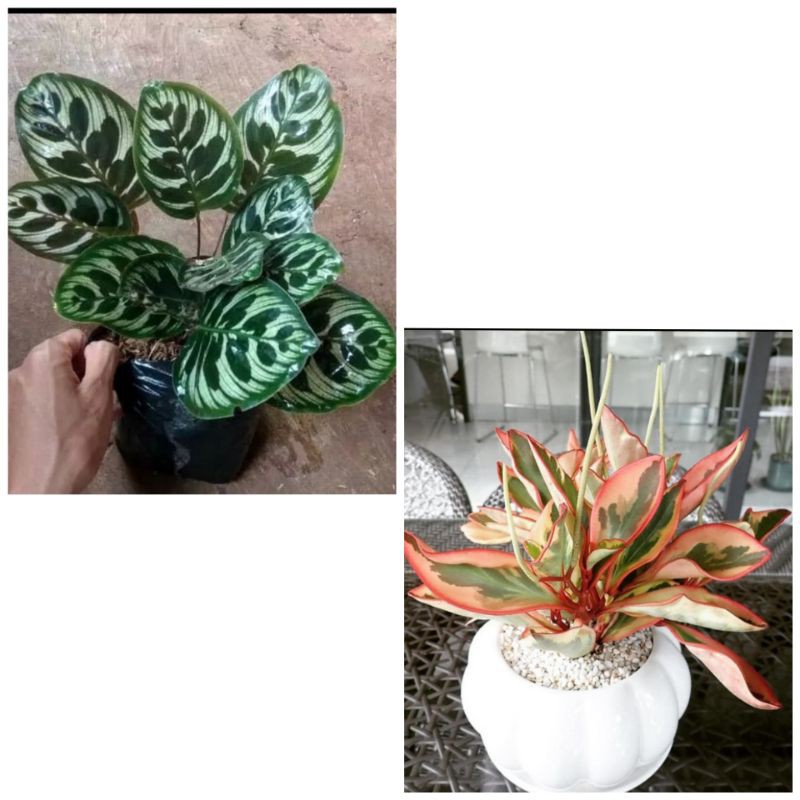 Jual Paket 2 Jenis Tanaman Hias Kalatea Makoyana Dan Paperomia Merah ...