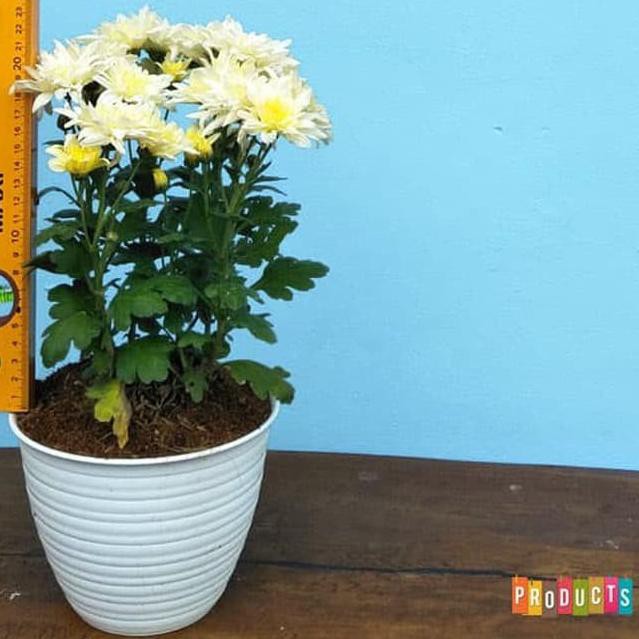 Jual Sale!!! Tanaman hias Krisan aster bunga putih ISI 4 batang ...