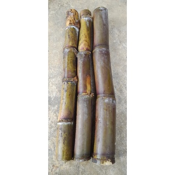 Jual Jual Tebu Merah Tua Segar per 1 kg | Shopee Indonesia