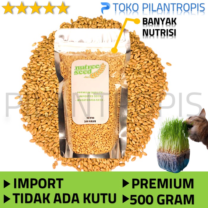 Jual BENIH WHEATGRASS 500GR BIBIT RUMPUT GANDUM BIJI CAT GRASS ...