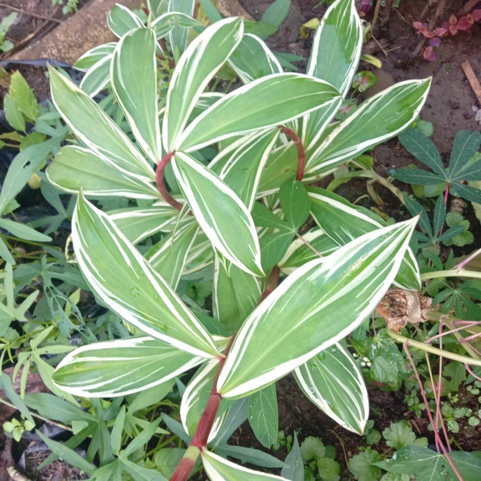 Jual Promo pacing tawar varigata putih cantik - Tanaman Hias | Shopee ...