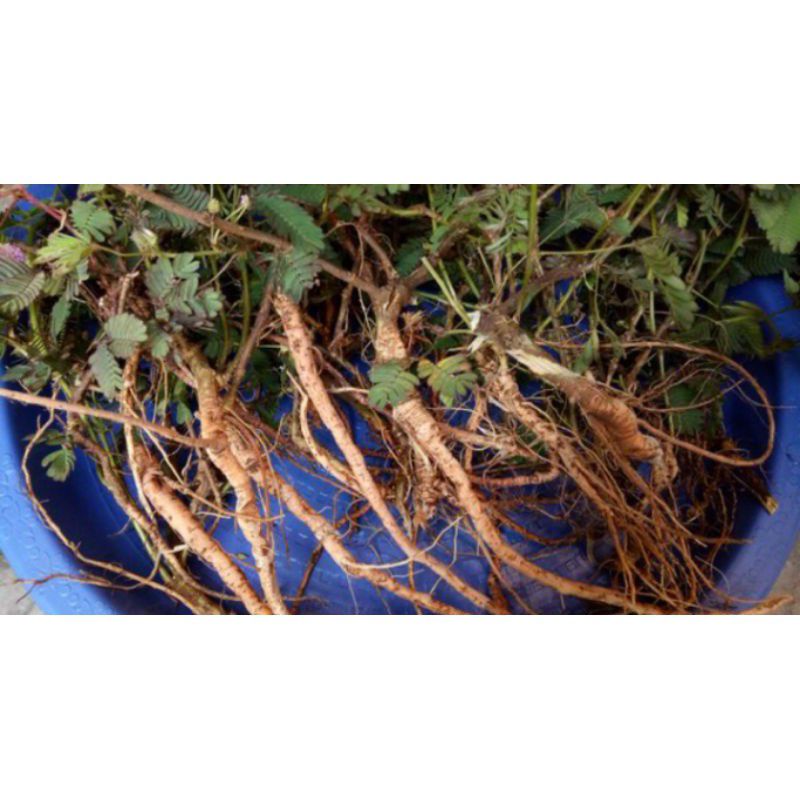 Jual AKAR PUTRI MALU SEGAR FRESH 500GRAM ORIGINAL | Shopee Indonesia