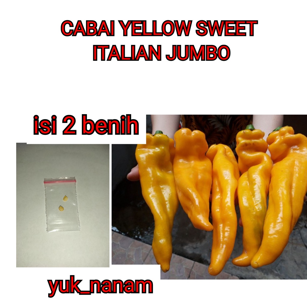Jual 2 Cabai Hias Yellow Sweet Italian Jumbo Bibit Tanaman Cabe Manis ...