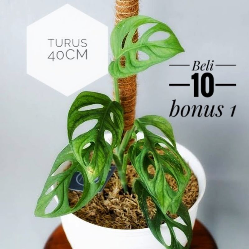 Jual Turus Pipa Tanaman Rambat 40 cm-Turus Penyangga Pipa 40 cm ...