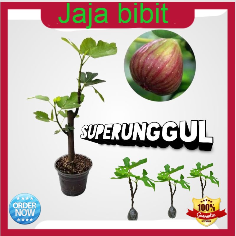 Jual Bibit Tanaman Buah Paket tin brown turki dan nagami berkwalitas ...