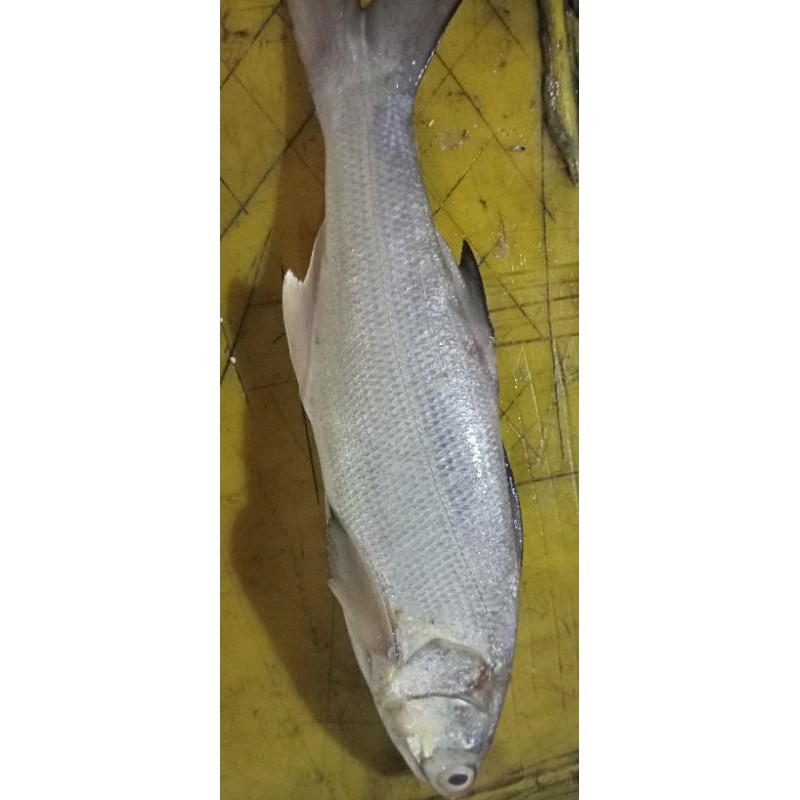 Jual ikan Kuro | Shopee Indonesia
