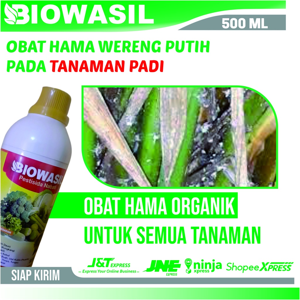Jual Pestisida Organik Nabati Pembasmi Hama Wereng Putih BIOWASIL 500 ...