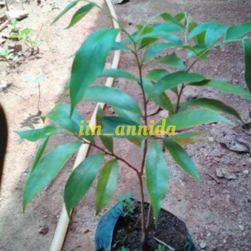 Jual Bibit Tanaman Kayu Gaharu Aquilaria Malacensis Super Benih ...