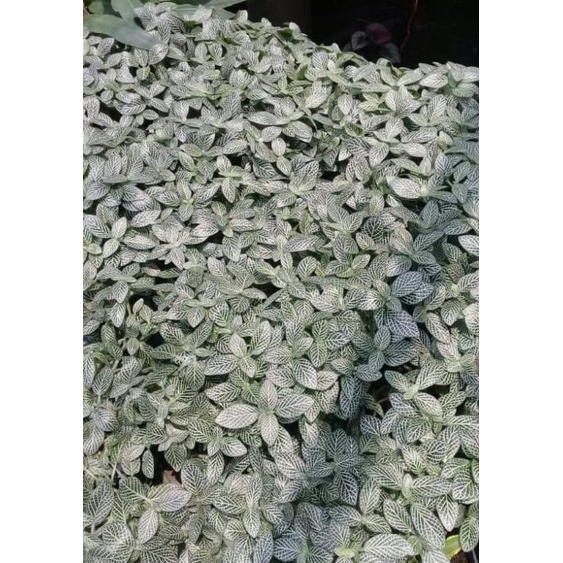 Jual fitonia | Shopee Indonesia