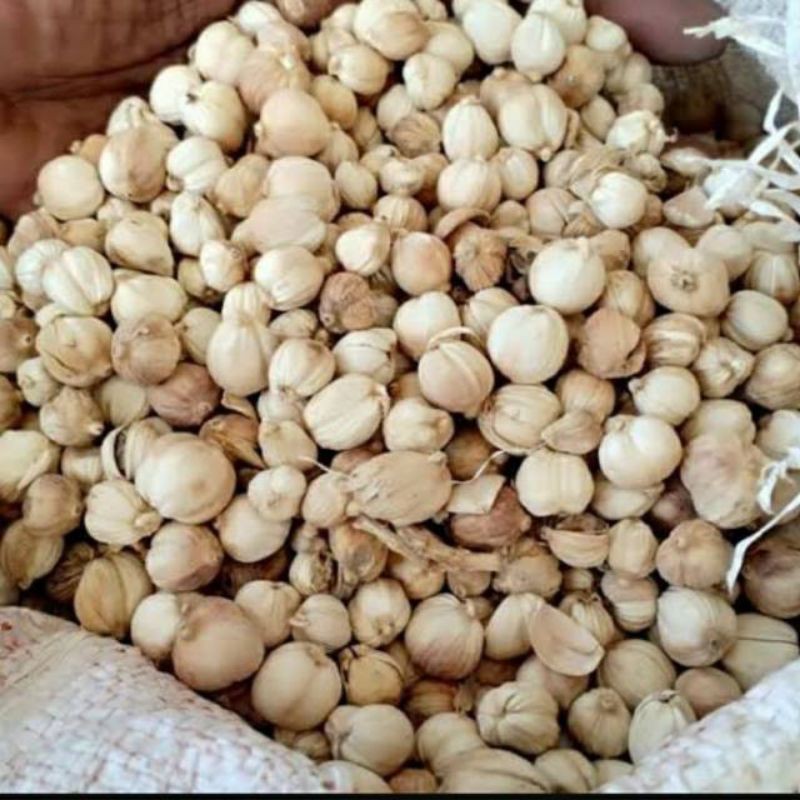 Jual Kapolaga / Kapulogo/ kapulaga original kering putih 1 kg | Shopee ...