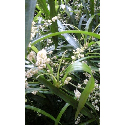 Jual bunga zodia vegetasi lebah dan pengusir nyamuk | Shopee Indonesia