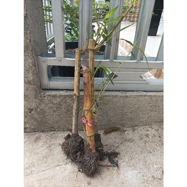 Jual Bibit bogol bambu kuning jumbo sedang per 1 | Shopee Indonesia