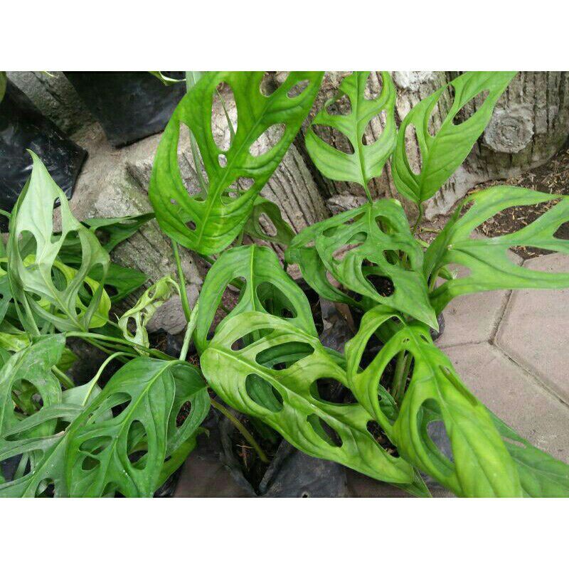 Jual Monstera adansonii janda bolong | Shopee Indonesia