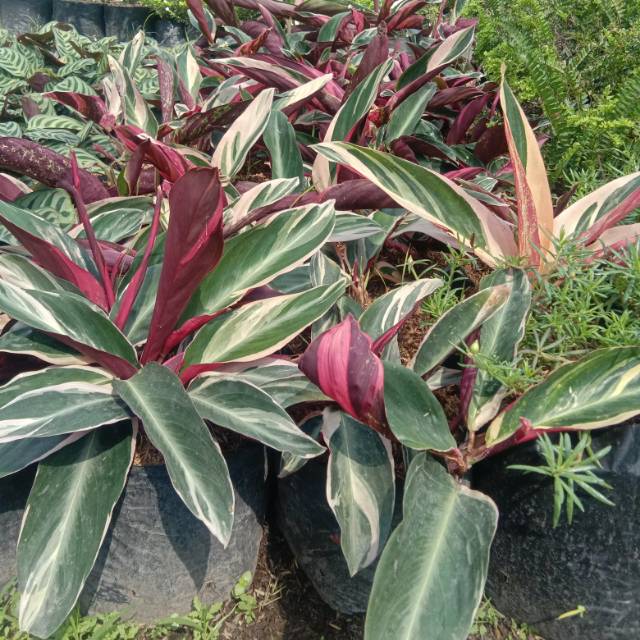 Jual Calathea merah putih | Shopee Indonesia