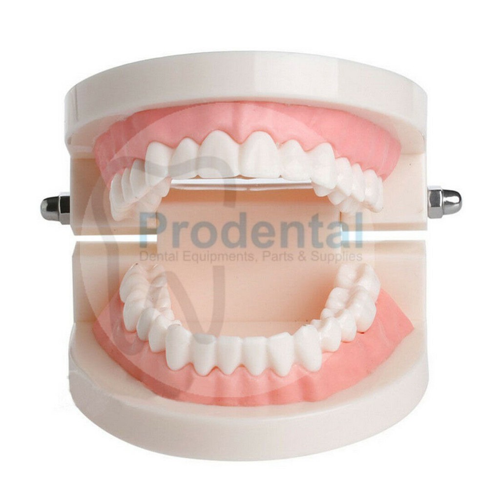 Jual Dental model study edukasi dokter gigi phantom studi replika ...