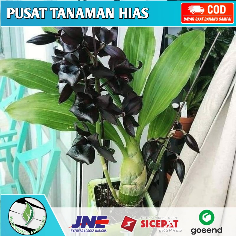 Jual Anggrek Eria black dragon ( dewasa ) | Shopee Indonesia
