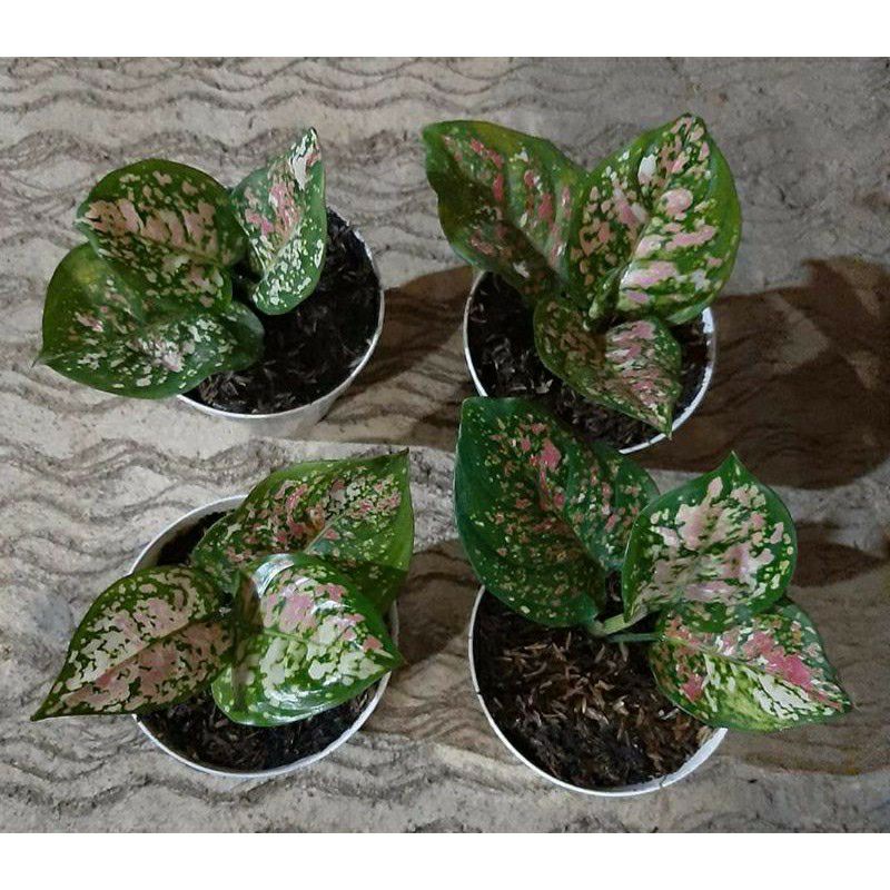 Jual bunga aglonema tree colour/tre colour/three colour/tricolour ...