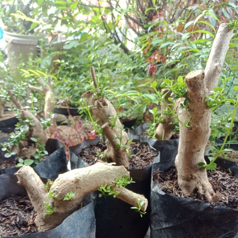 Jual bahan bonsai sancang ori dongkelan prokar bonus stekan | Shopee ...