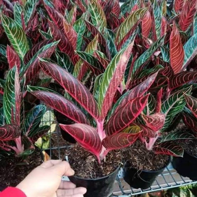 Jual bibit glonema redsum ( red sumtra ) | Shopee Indonesia