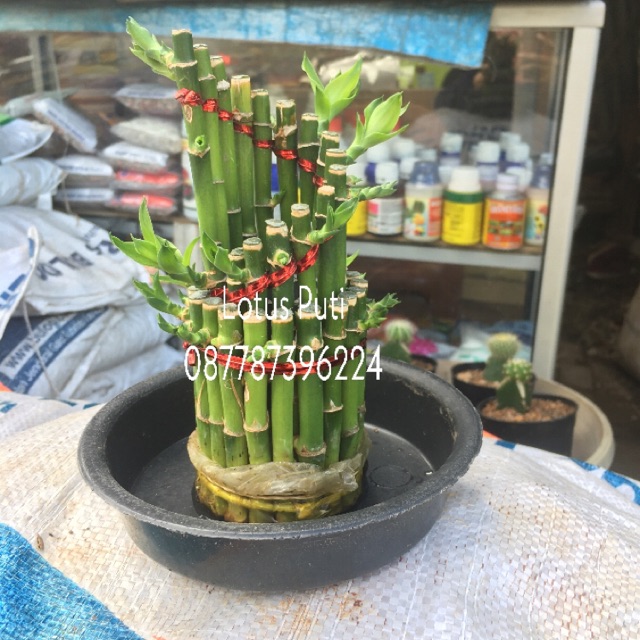 Jual Tanaman hias bambu hoki / Sri rezeki menara+ tatakan | Shopee ...