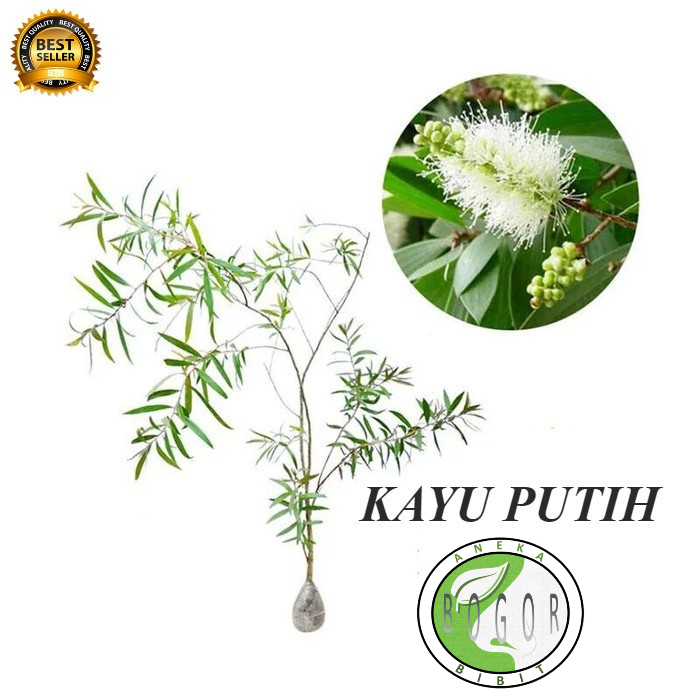 Jual Bibit Tanaman Pohon Kayu Putih Shopee Indonesia