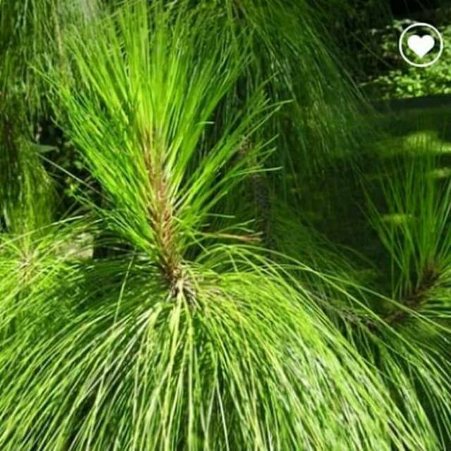 Jual Daun pinus segar | Shopee Indonesia