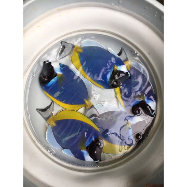 Jual botana biru / powder blue tang | Shopee Indonesia