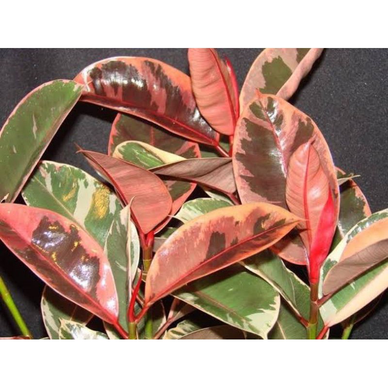 Jual FICUS ELASTICA RED RUBY (ukuran S) | Shopee Indonesia