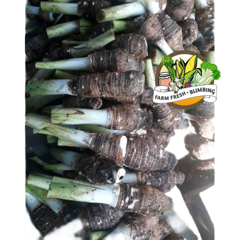 Jual Bentul / Ubi Bentul 1 kg | Shopee Indonesia