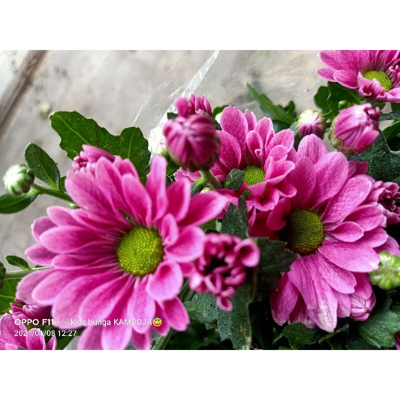 Jual Bunga Krisan Matahri (Kecil Bunganya) | Shopee Indonesia