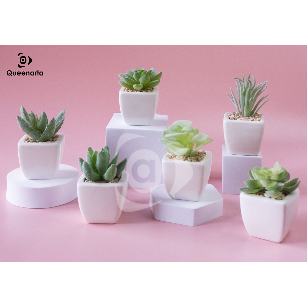 Jual Queenarta Sukulen Mini Jenis Tanaman Kaktus dan Bunga Hias Plastik ...