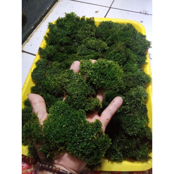 Jual mos ricardia 1 nampan ukuran 35x30.cm | Shopee Indonesia