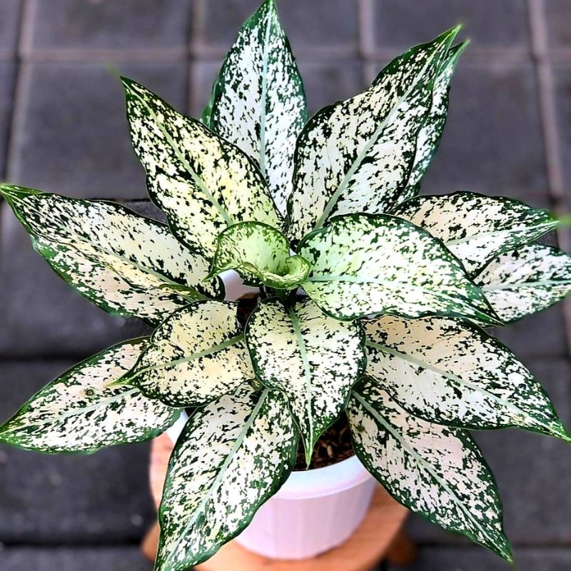 Jual Aglonema Esmeralda / bibit bunga / bunga hidup / tanaman / tanaman ... Jual Aglonema Esmeralda / bibit bunga / bunga hidup / tanaman / tanaman ...